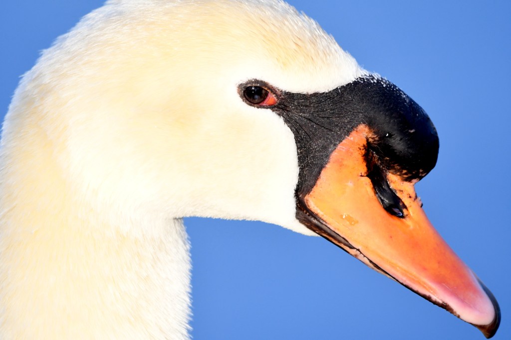 Picture walks: Three species of Michigan swans | South County News