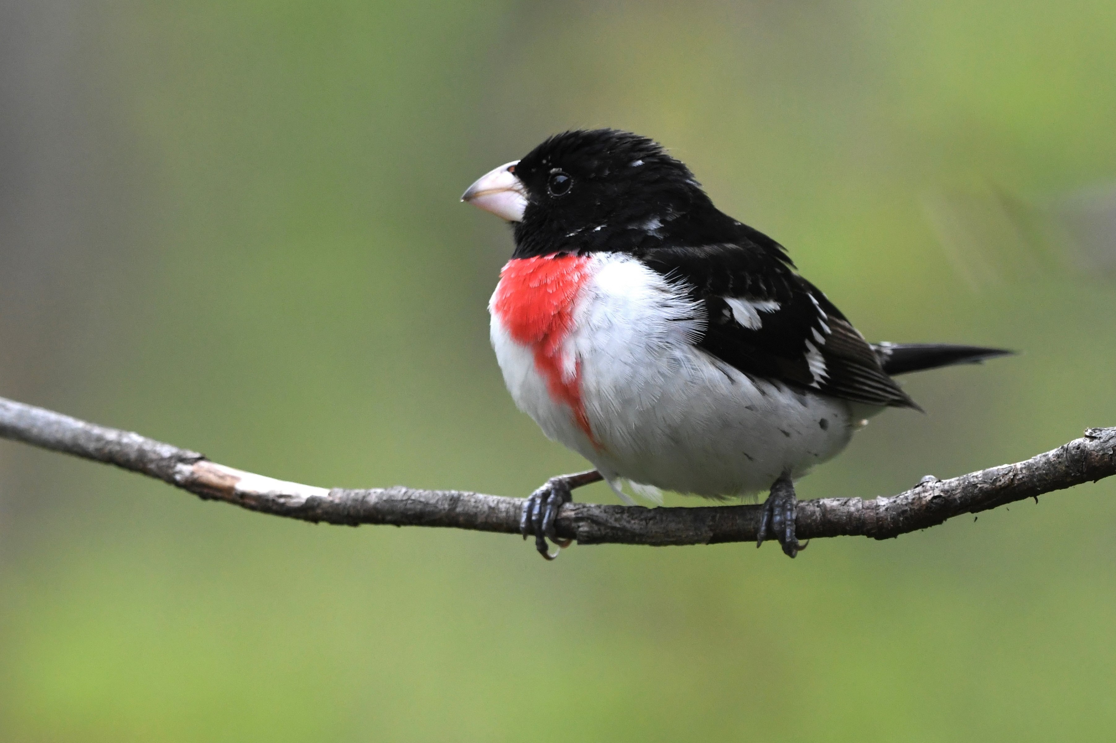 Picture walks: Rose-breasted grosbeaks coming soon – South County News