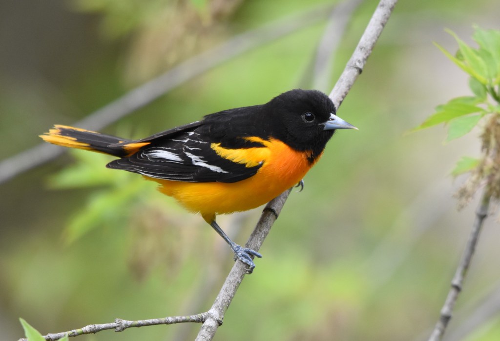 Picture walks: Baltimore orioles, master weavers – South County News
