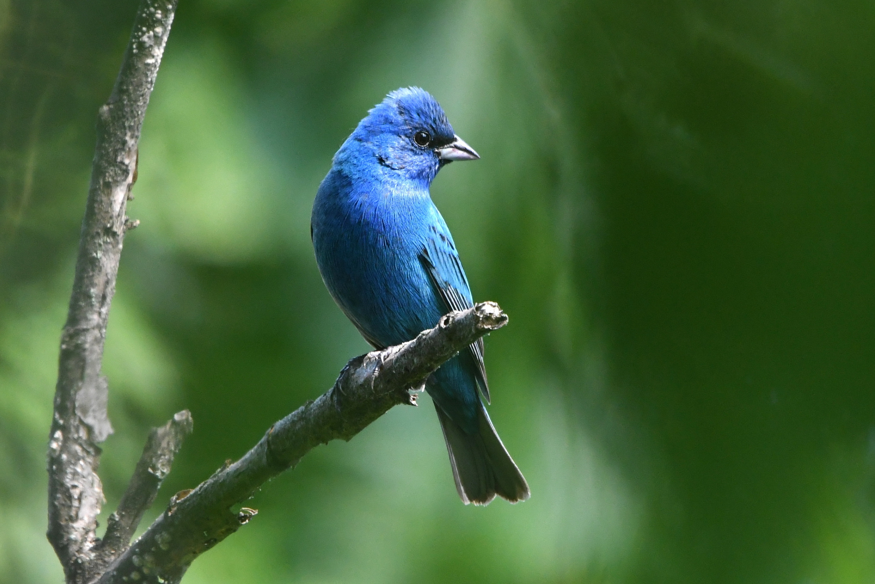 Picture walks: Indigo buntings, the ‘blue canaries’ | South County News