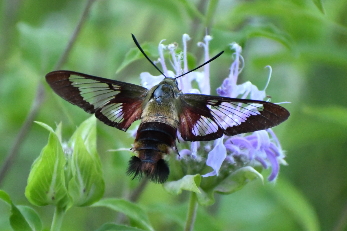Picture walks: Bee balm, a plant for all occasions | South County News