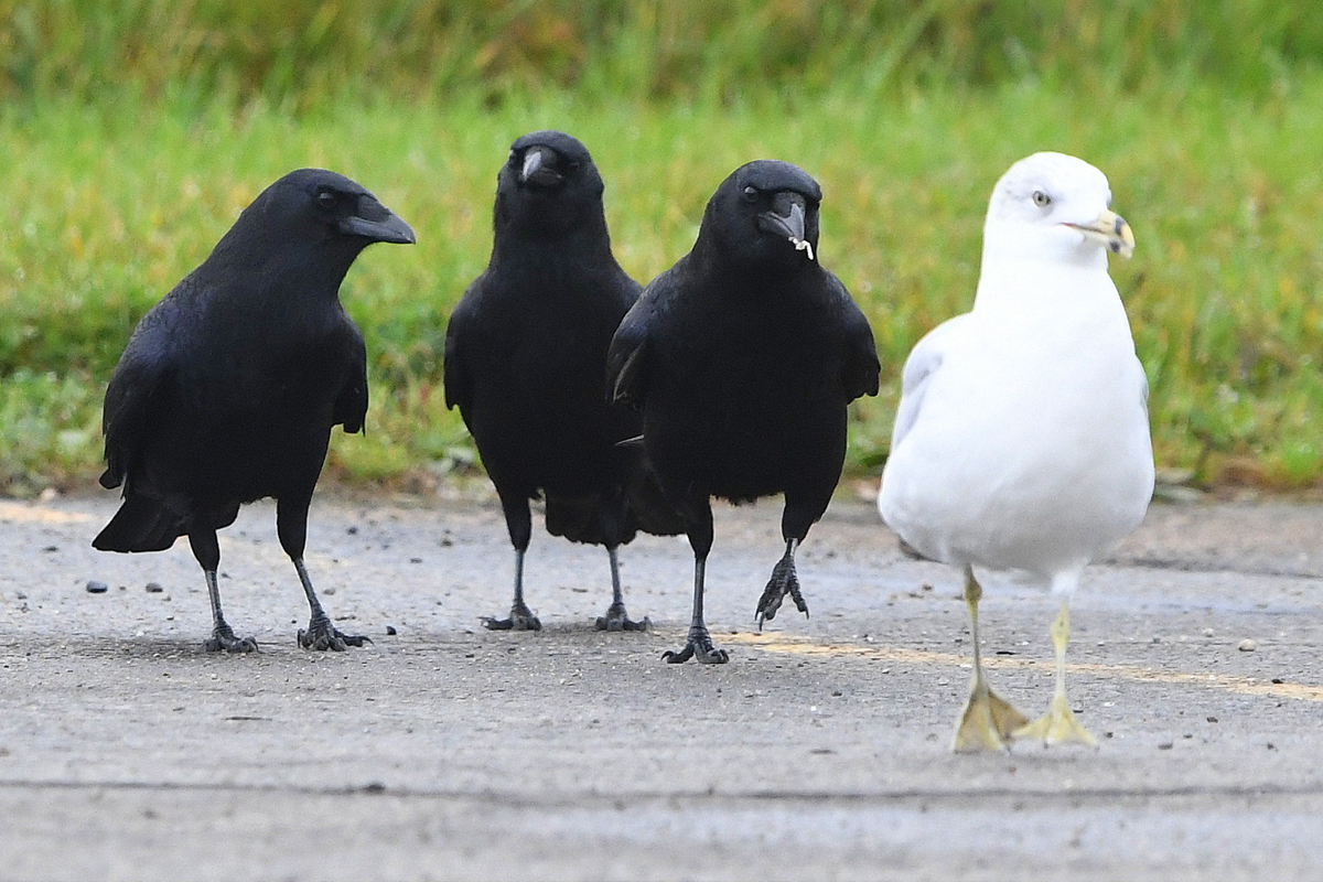 Picture walks: The amazing, intelligent crow! | South County News