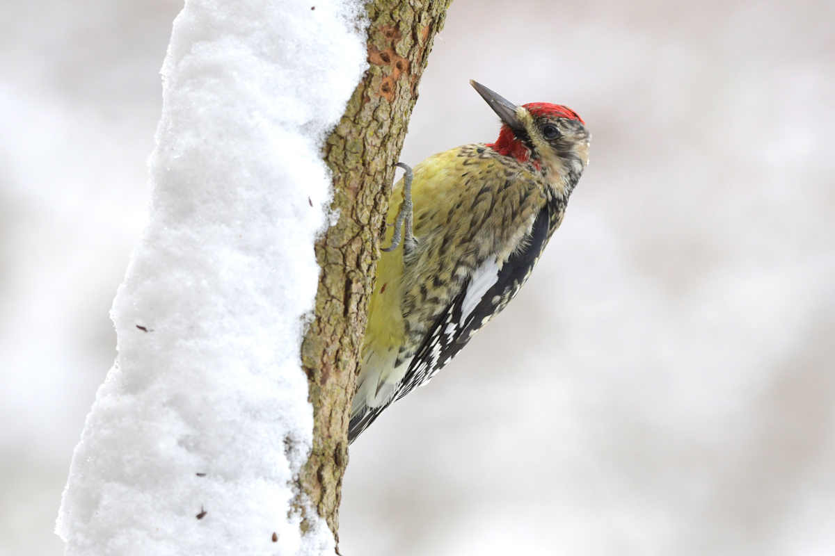 Yellow-bellied sapsuckers | South County News